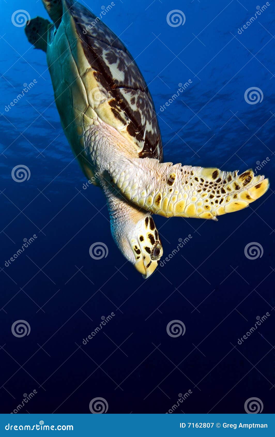Diving Hawks Bill Sea Turtle Stock Image - Image of reef, undersea: 7162807