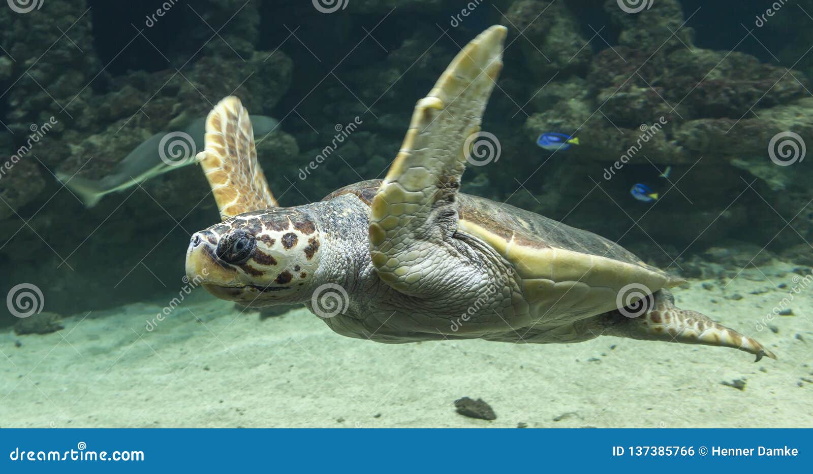 Diving Loggerhead Sea Turtle Stock Photo - Image of cold, exotic: 137385766