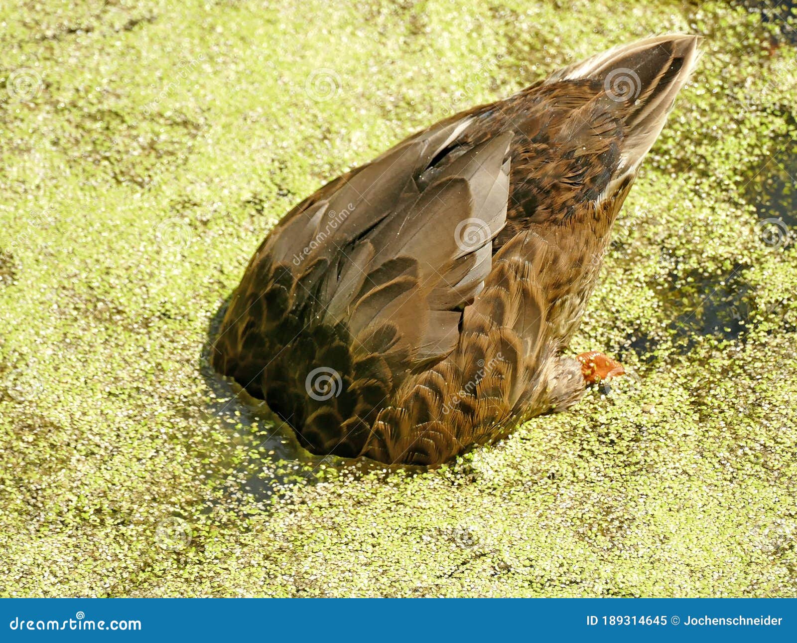 Diving Mallard Hen in a Pond Stock Image - Image of wildlife, duck ...