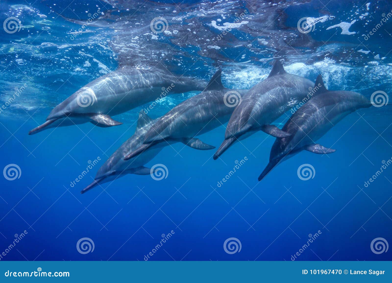 Diving Pod stock photo. Image of resting, blue, ocean - 101967470