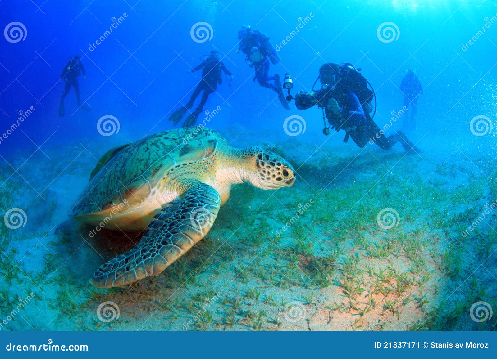 Diving in the Red Sea stock image. Image of divers, underwater - 21837171