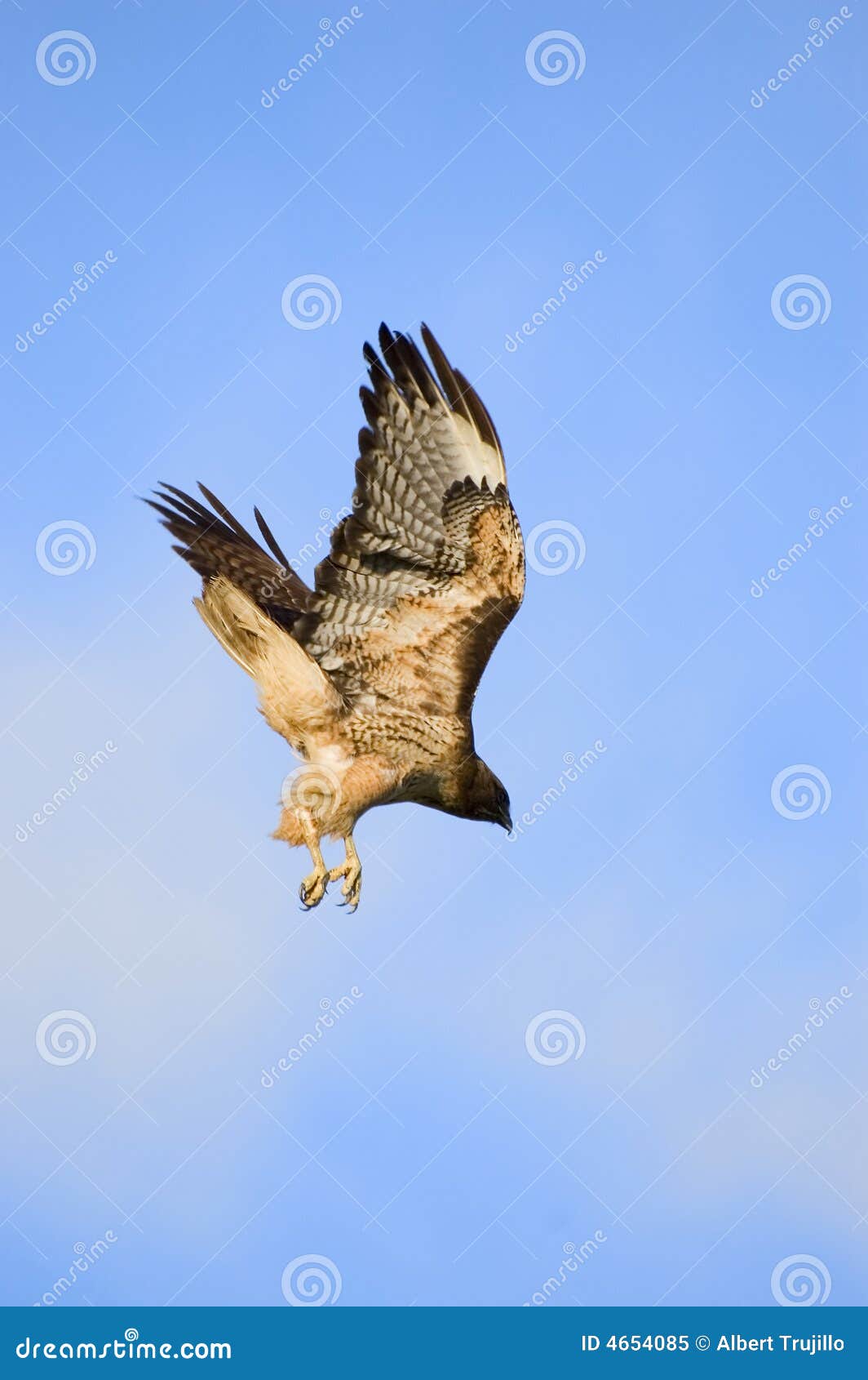 Diving Hawk