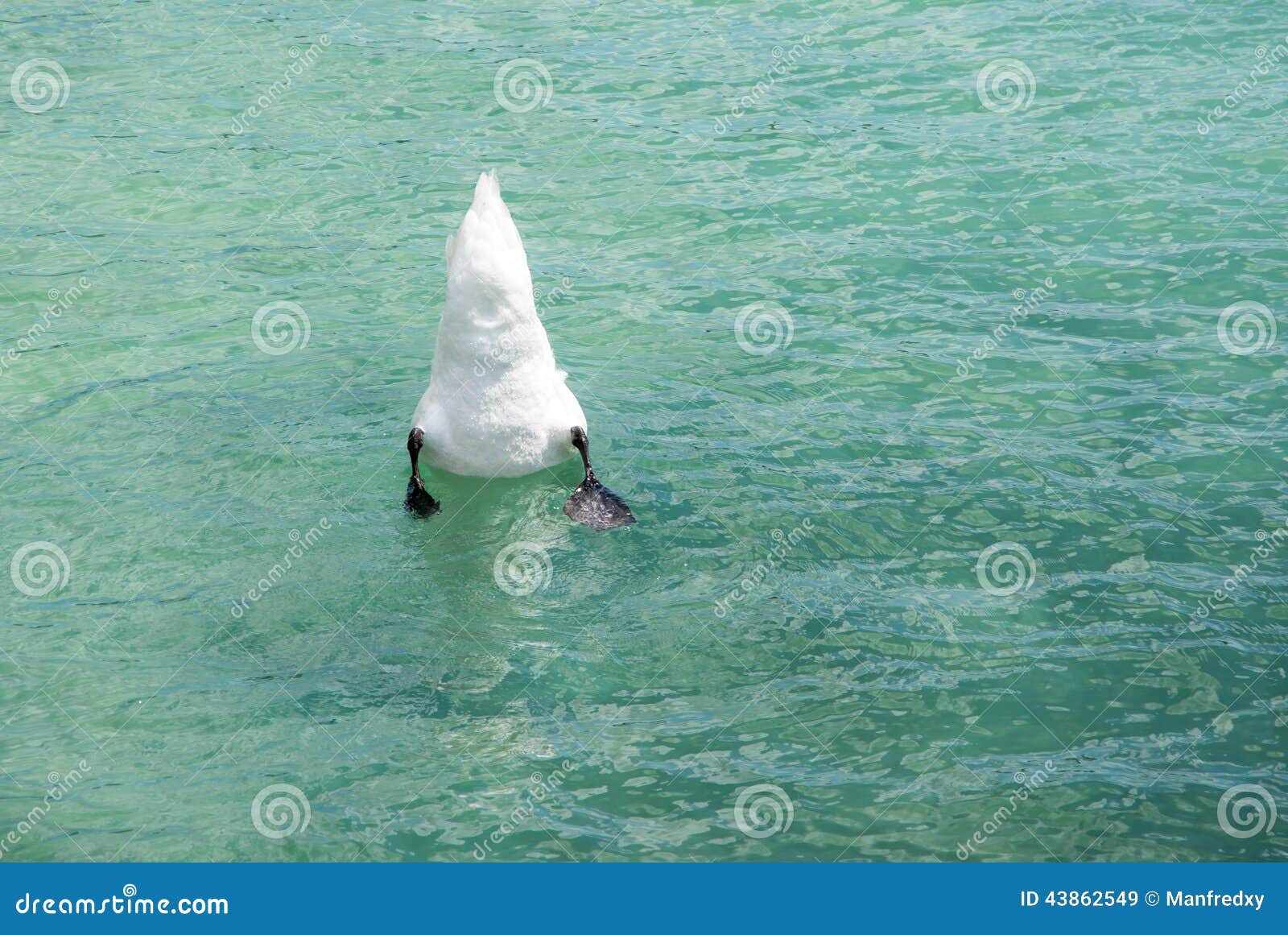 Diving Swan stock image. Image of dive, swan, bottom - 43862549