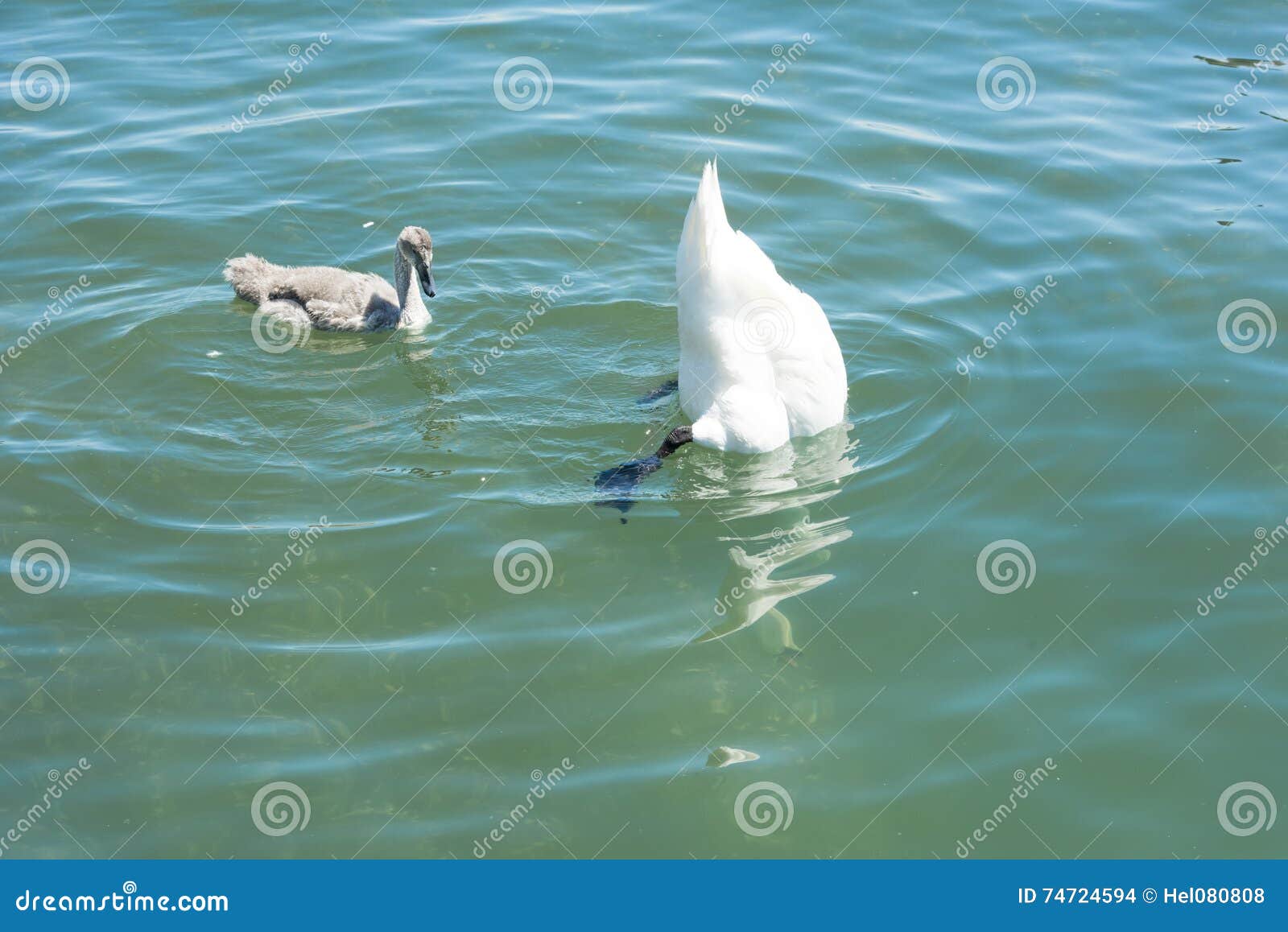 Diving Swan in Turquoise Water Stock Photo - Image of feathers ...
