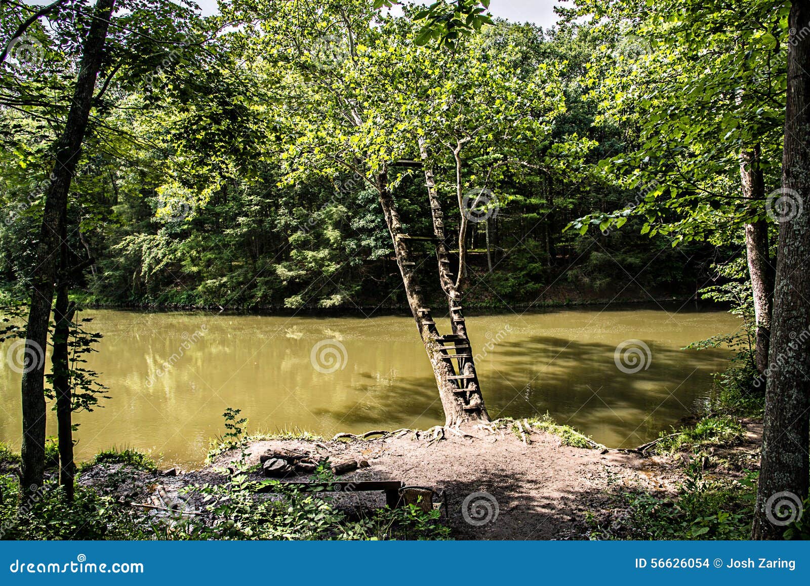 Diving Tree Along a Riverside Stock Photo - Image of scenic, scenery ...