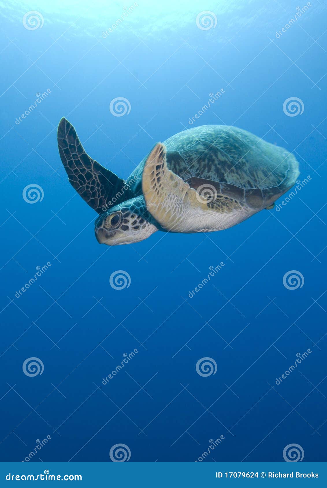Diving Turtle stock photo. Image of turtle, diving, pacific - 17079624