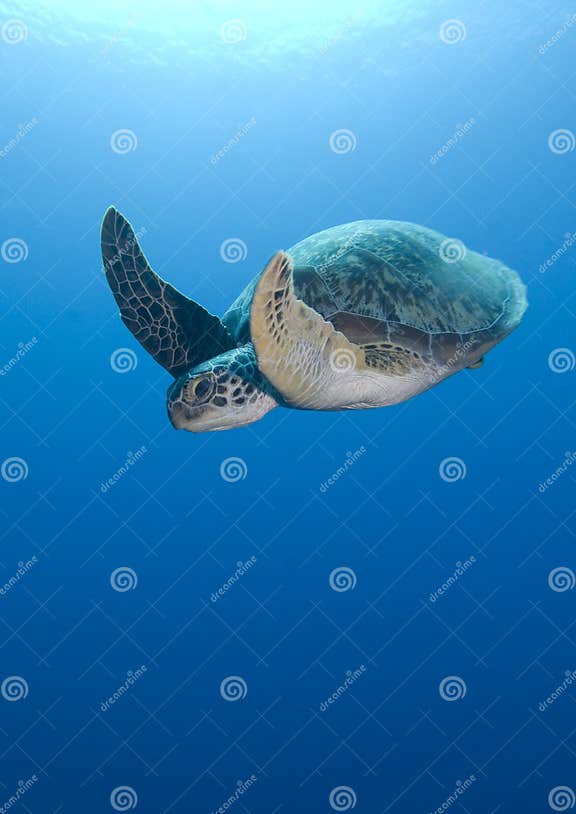 Diving Turtle stock photo. Image of turtle, diving, pacific - 17079624