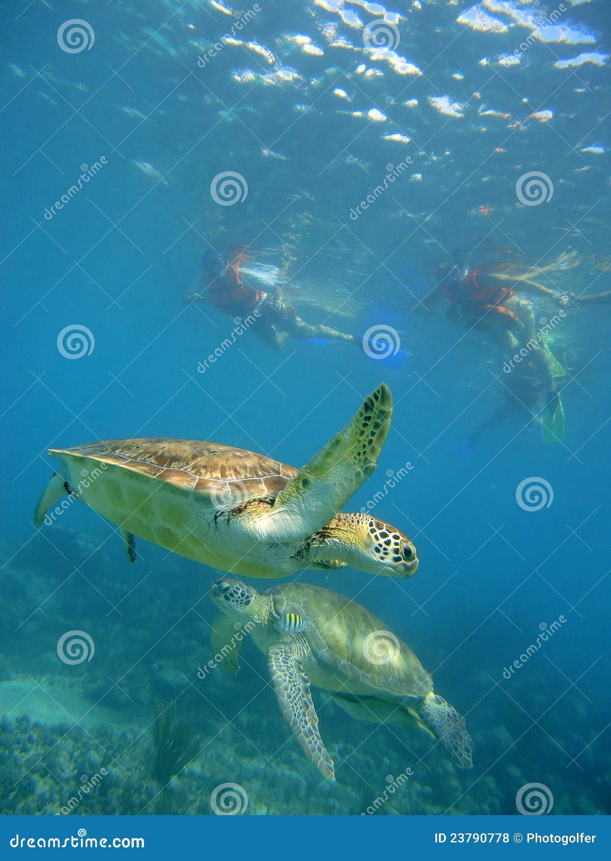 Diving with turtles stock photo. Image of turtles, holidays - 23790778