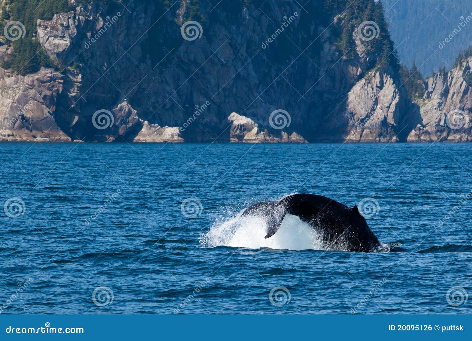 Diving whale tail stock photo. Image of meer, tail, conservation - 20095126