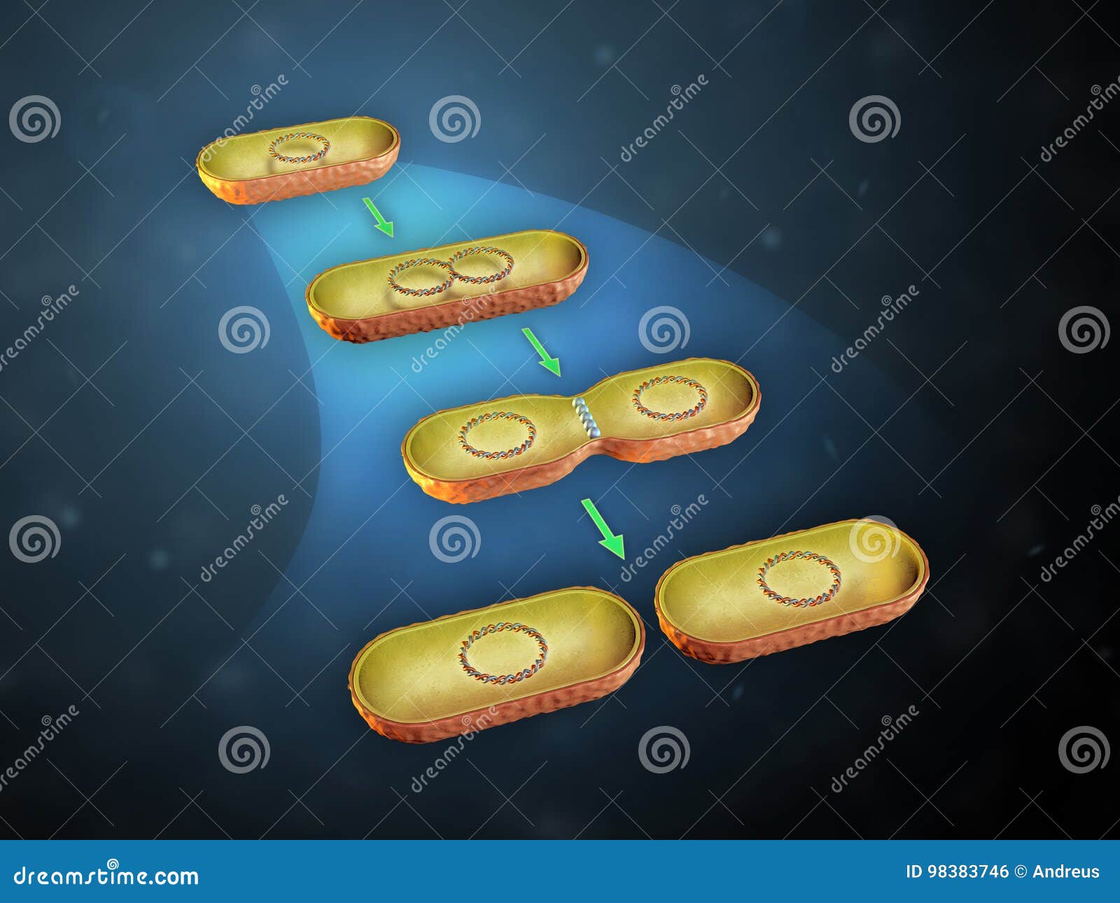 División Celular Bacteriana Stock de ilustración - Ilustración de ...