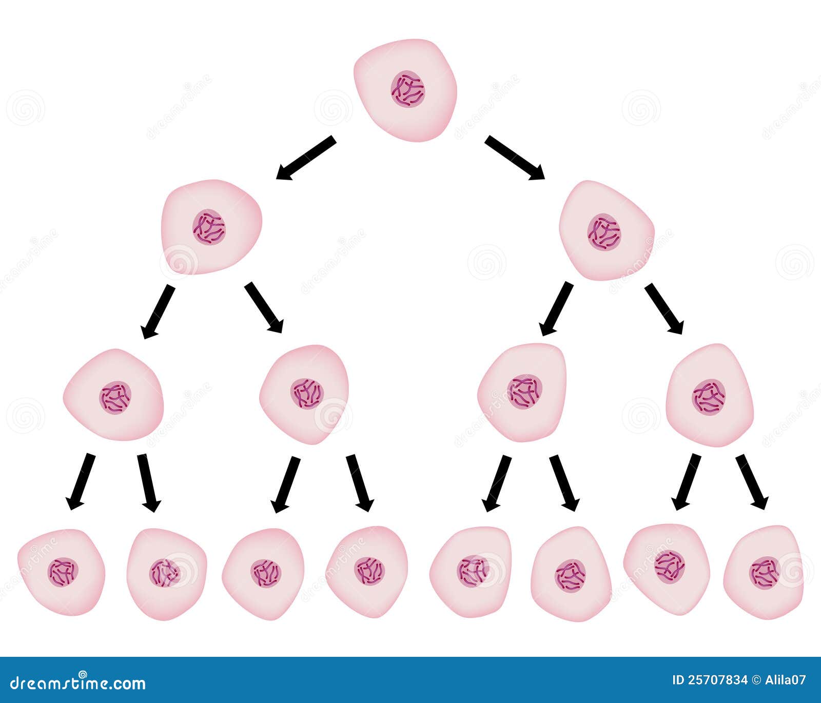 División de célula ilustración del vector. Ilustración de salud - 25707834
