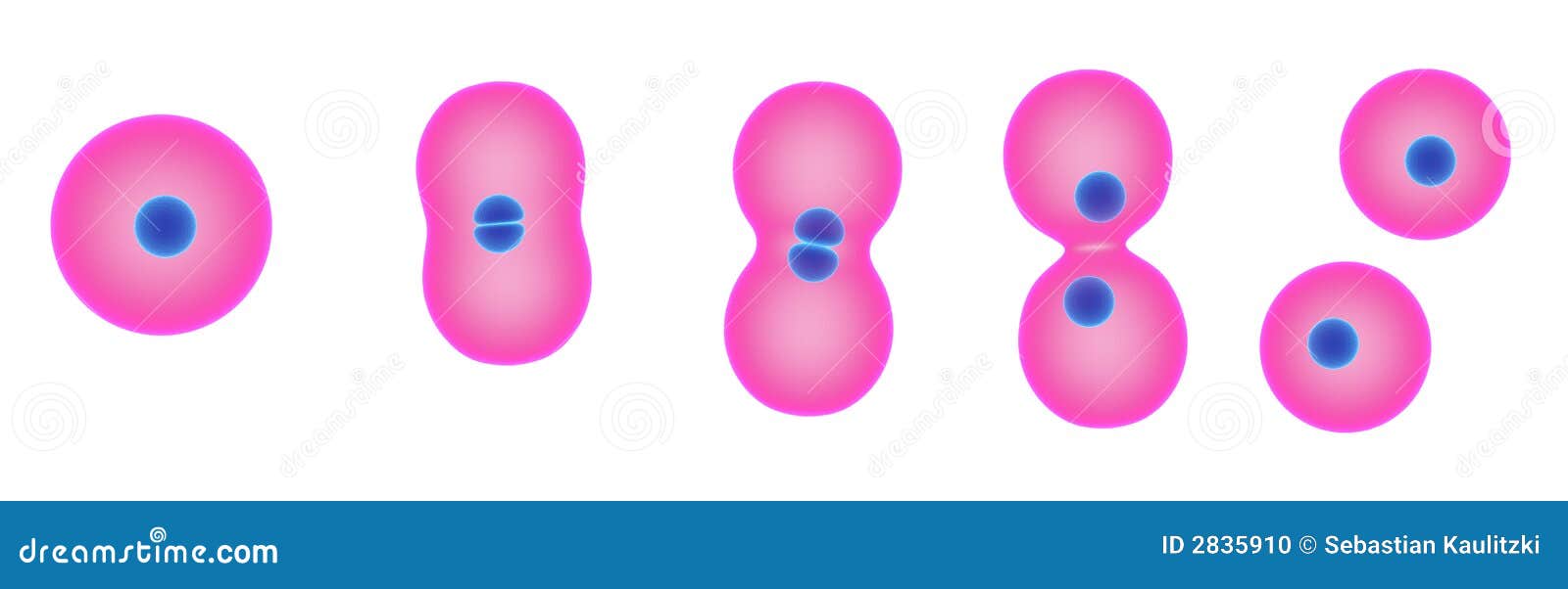 División de célula stock de ilustración. Ilustración de ilustraciones ...