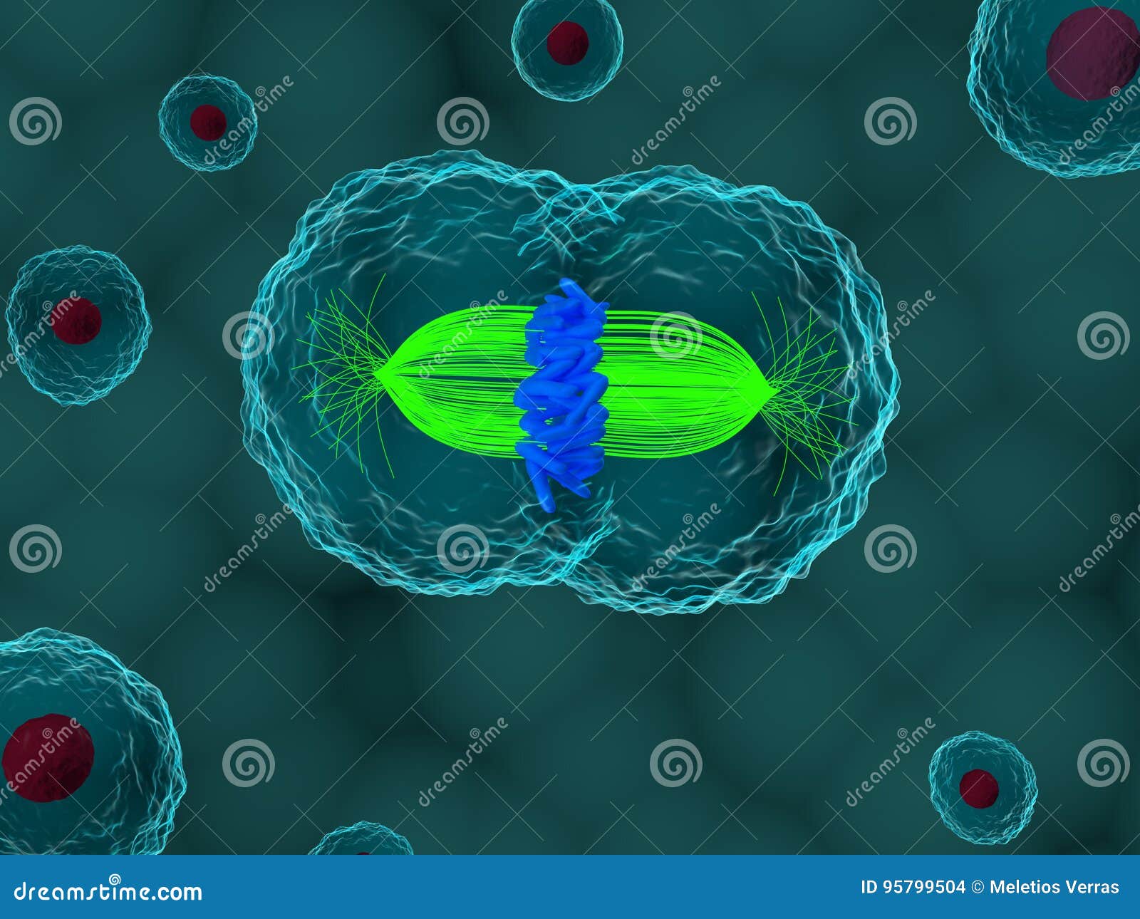 División de célula stock de ilustración. Ilustración de principio ...