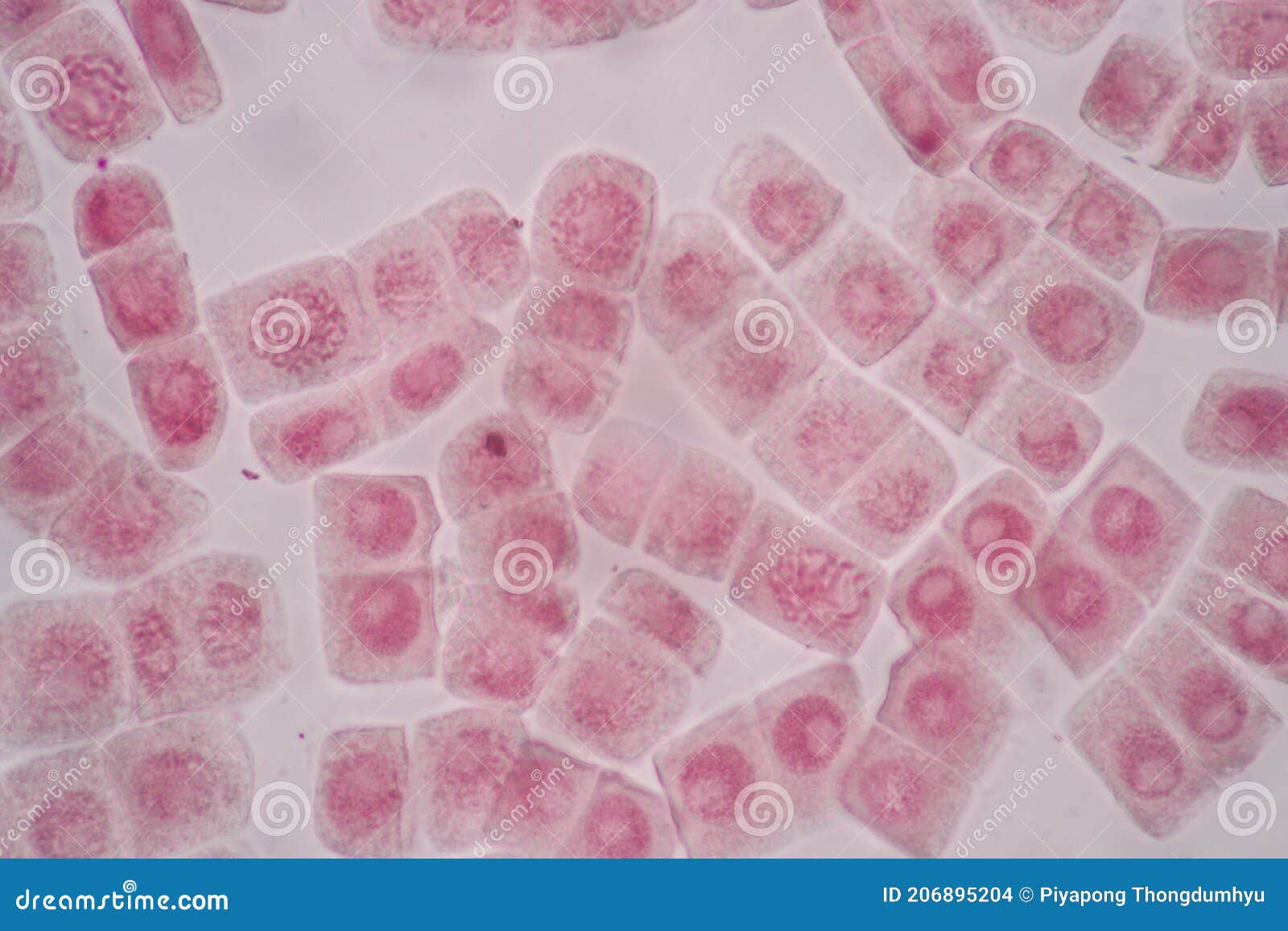 Division Cellulaire Et Cycle Cellulaire Sous Le Microscope. Photo stock ...