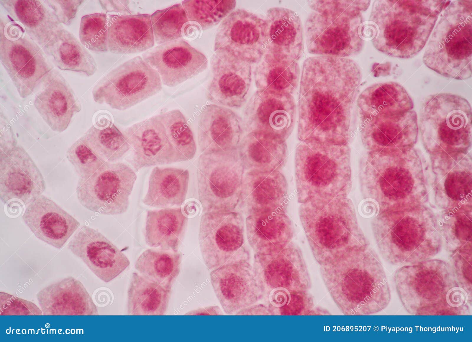 Division Cellulaire Et Cycle Cellulaire Sous Le Microscope. Image stock ...