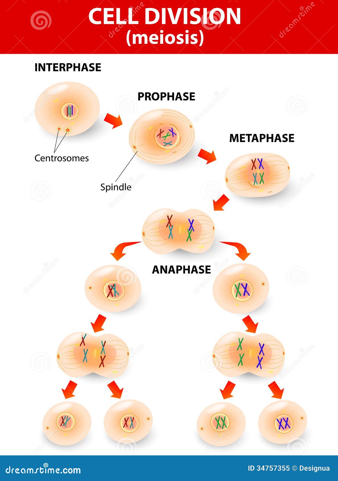 Division Cellulaire. Méiose. Plan De Vecteur Illustration de Vecteur ...