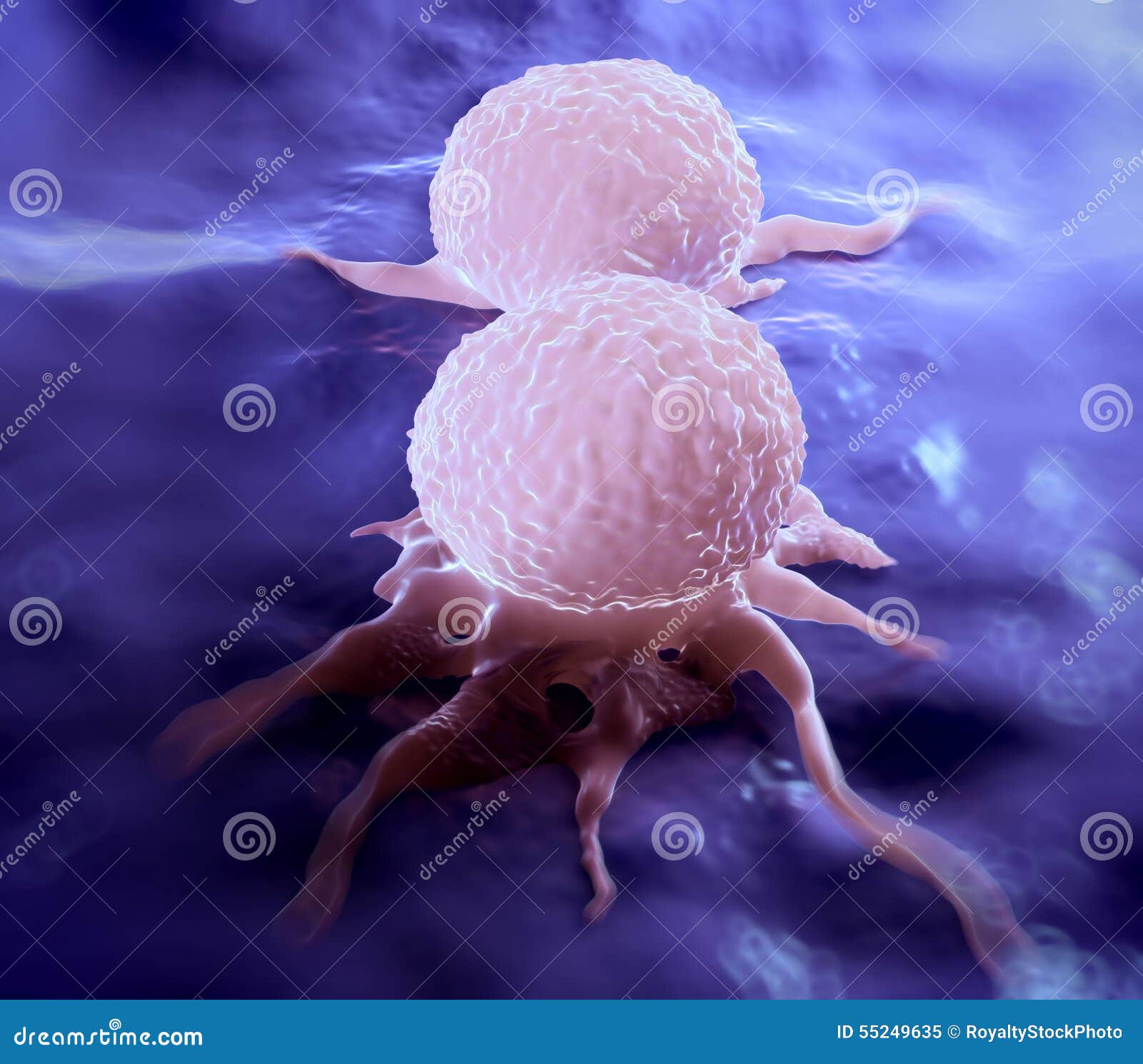 Division De La Cellule De Cancer Du Sein Illustration Stock ...