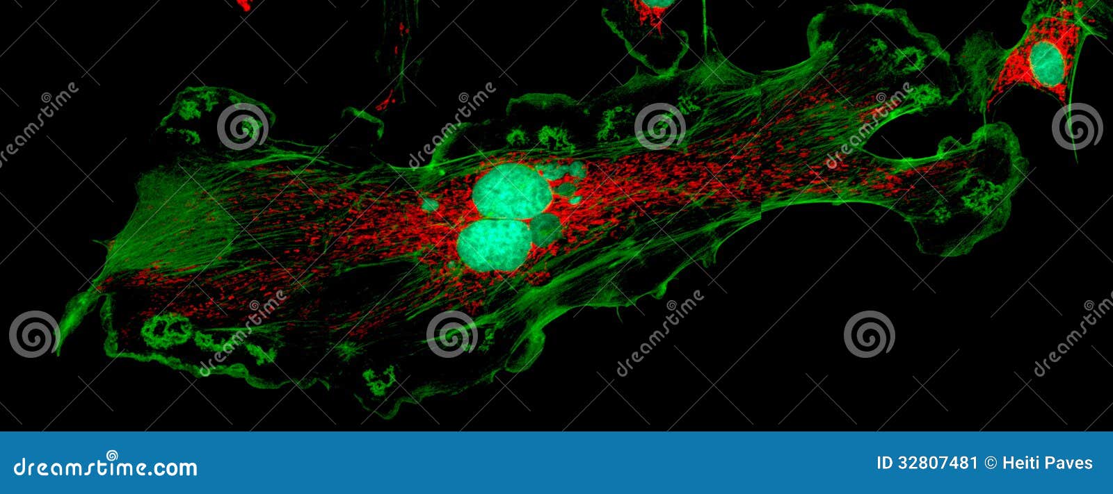 Division Des Cellules De Fibroblaste Image stock - Image du culture ...