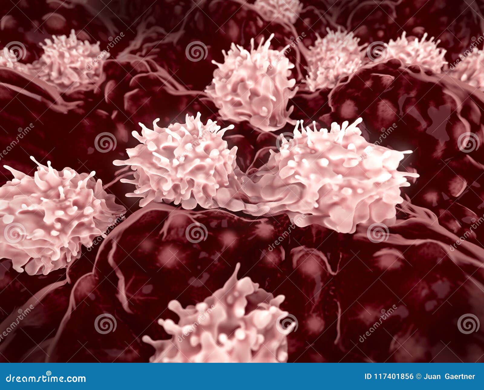 Division Des Cellules Souche Dans La Moelle Illustration Stock ...