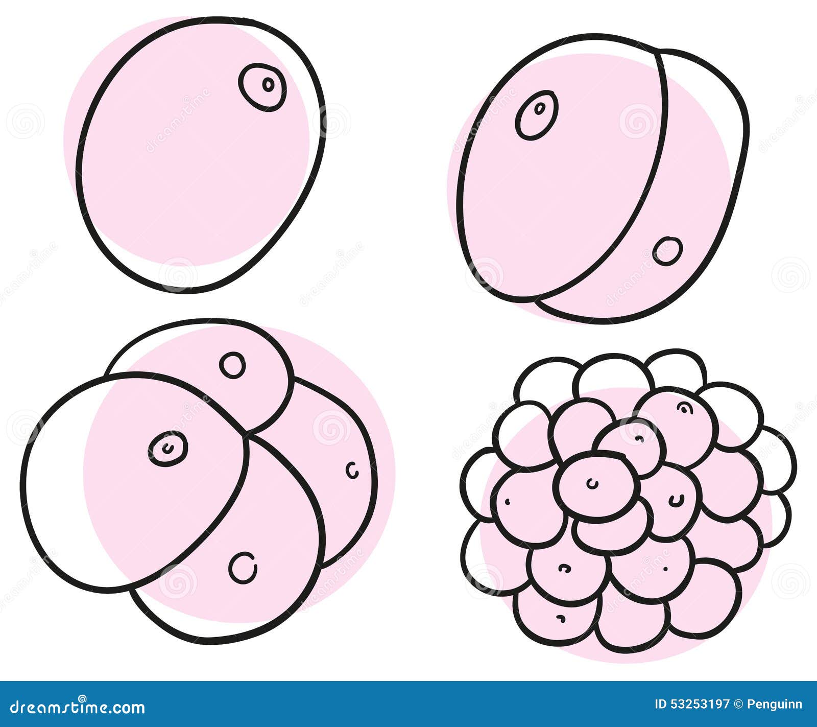 The division of the ovum stock vector. Illustration of drawing - 53253197