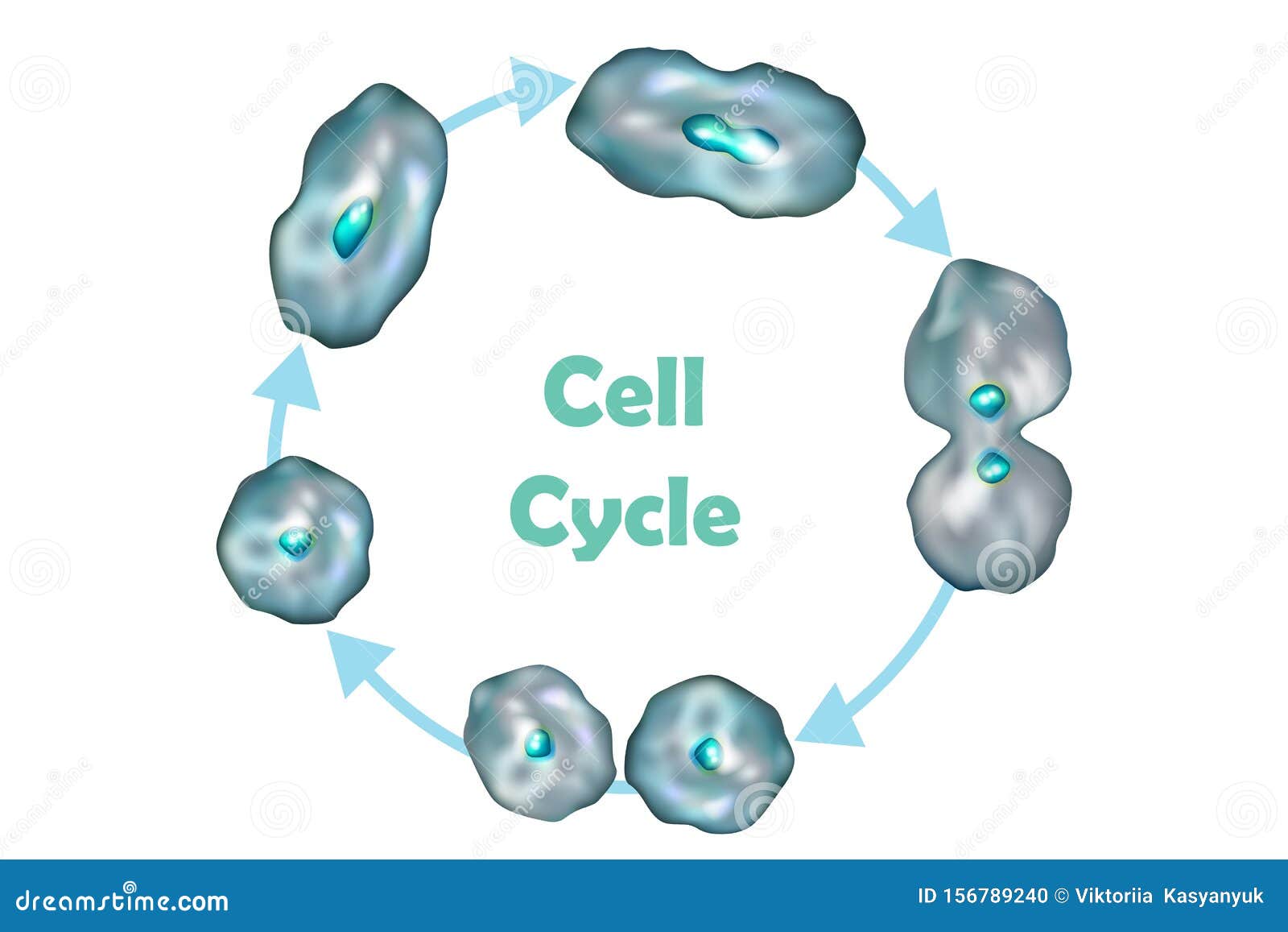 Divisione Celle Ciclo Cellulare Illustrazione Vettoriale ...