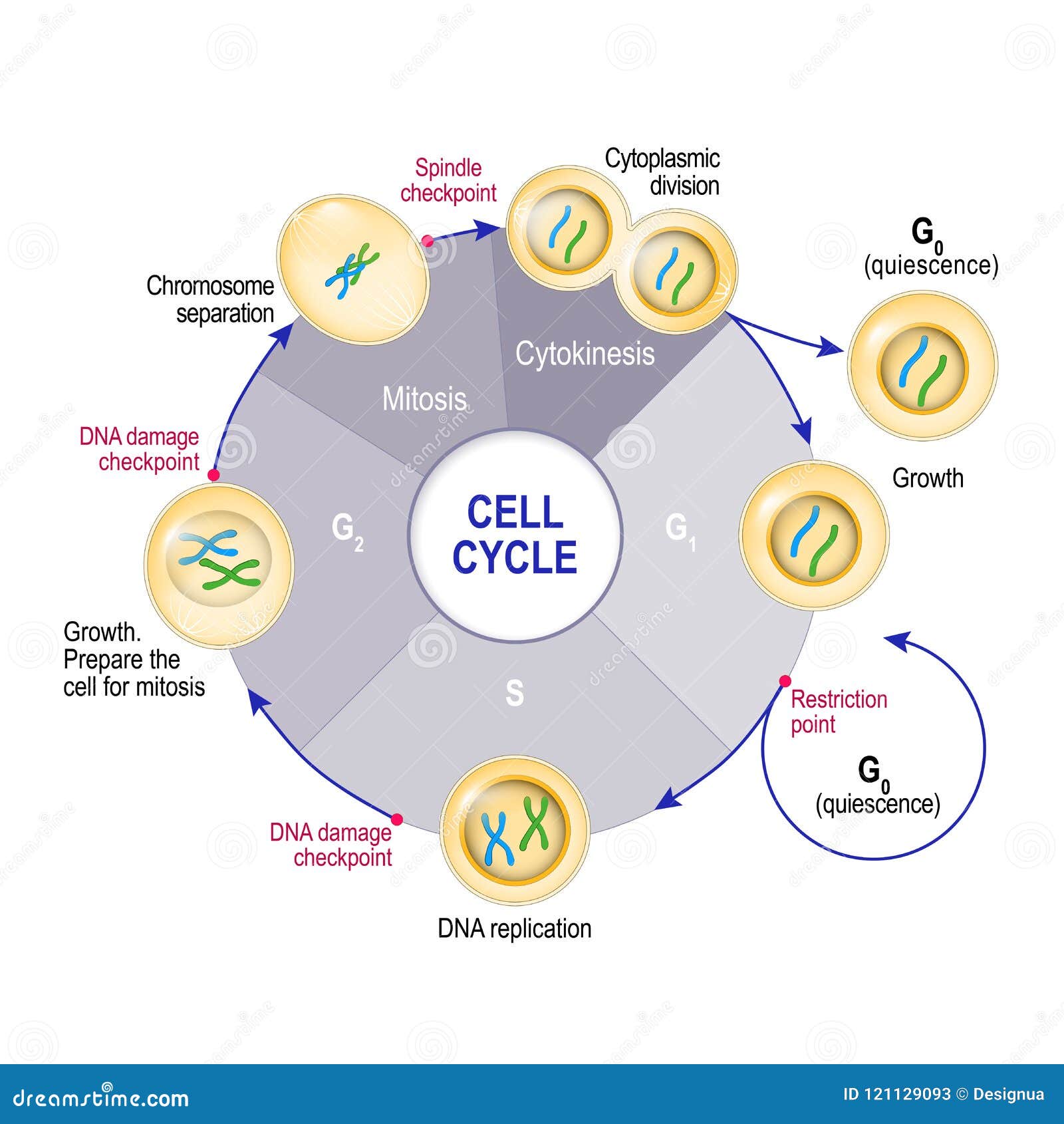 Divisione Cellulare Del Ciclo Cellulare Illustrazione Vettoriale ...