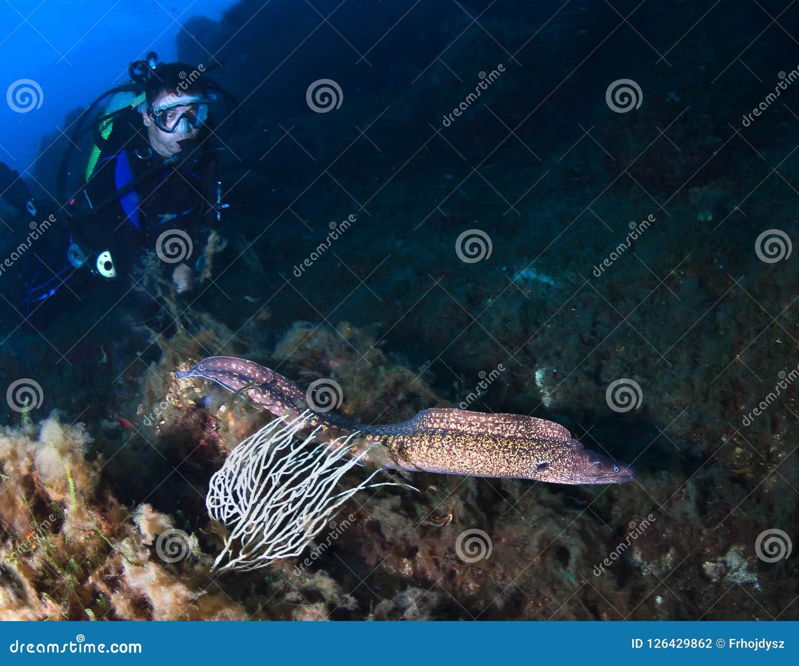 Divrt and Moray Eel on Reef. Stock Photo - Image of blue, long: 126429862
