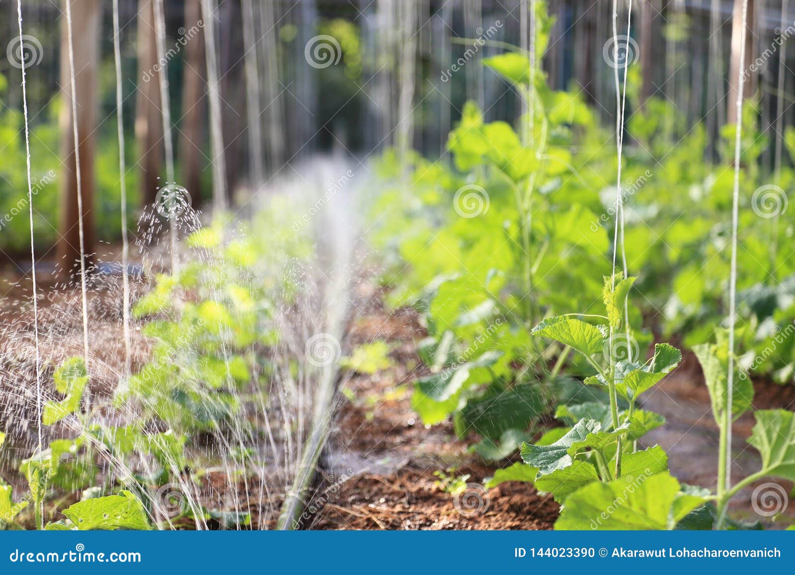 DIY Automatic Sprinkle Water System for Growing Vegetable in the Farm ...
