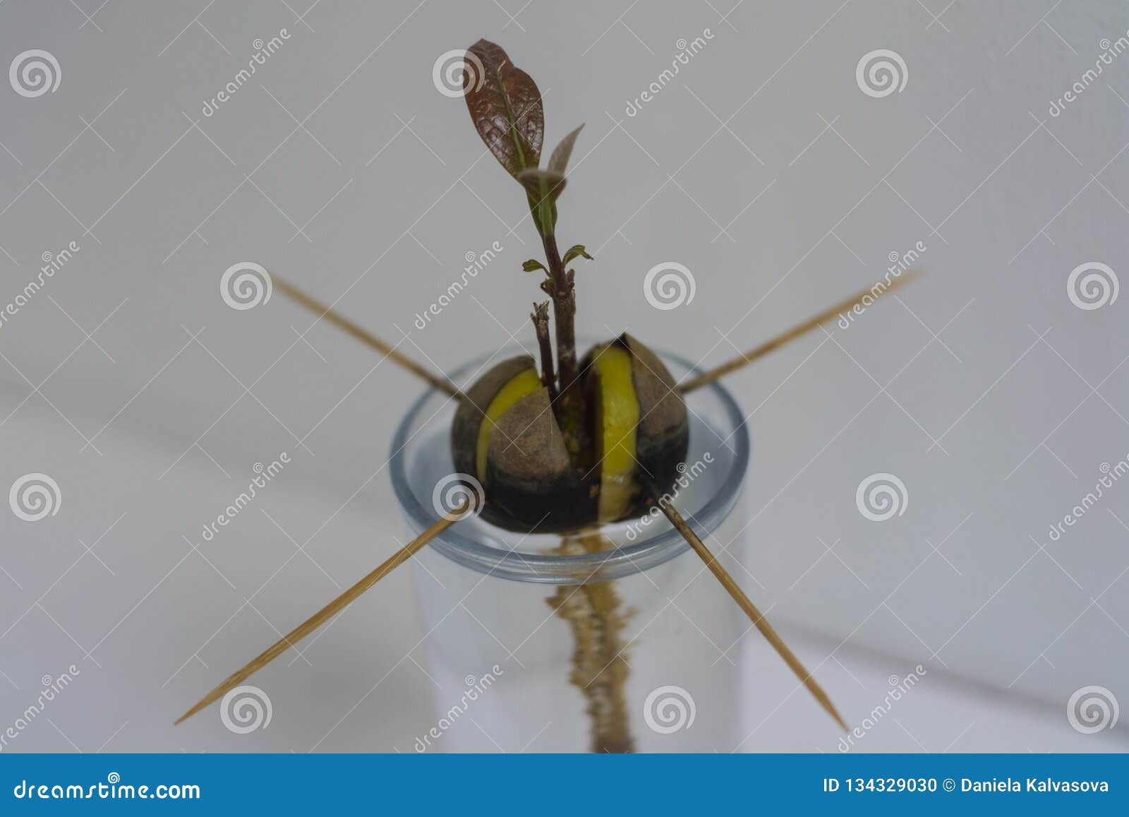 DIY Grow Your Own Avocado Plant Stock Photo - Image of avocado, leaves ... DIY Grow Your Own Avocado Plant Stock Photo - Image of avocado, leaves ...