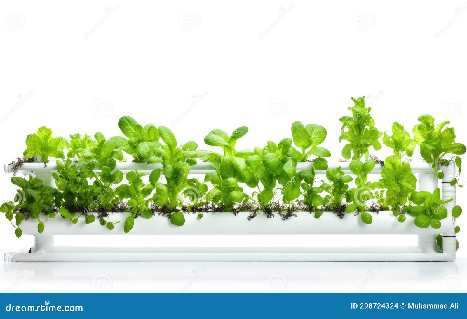 DIY Hydroponic System on White Background Stock Illustration ...