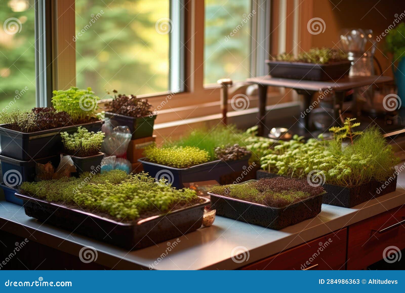 Diy Microgreen Setup with Repurposed Containers and Natural Light Stock ...