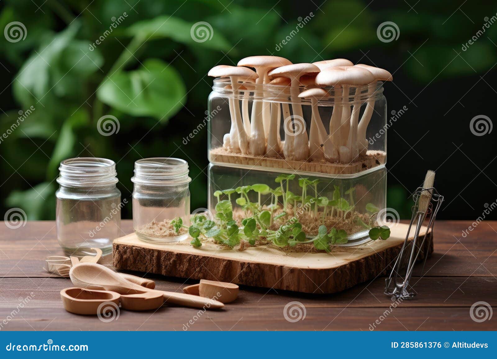 A Diy Mushroom Growing Kit on a Wooden Table Stock Photo - Image of ...