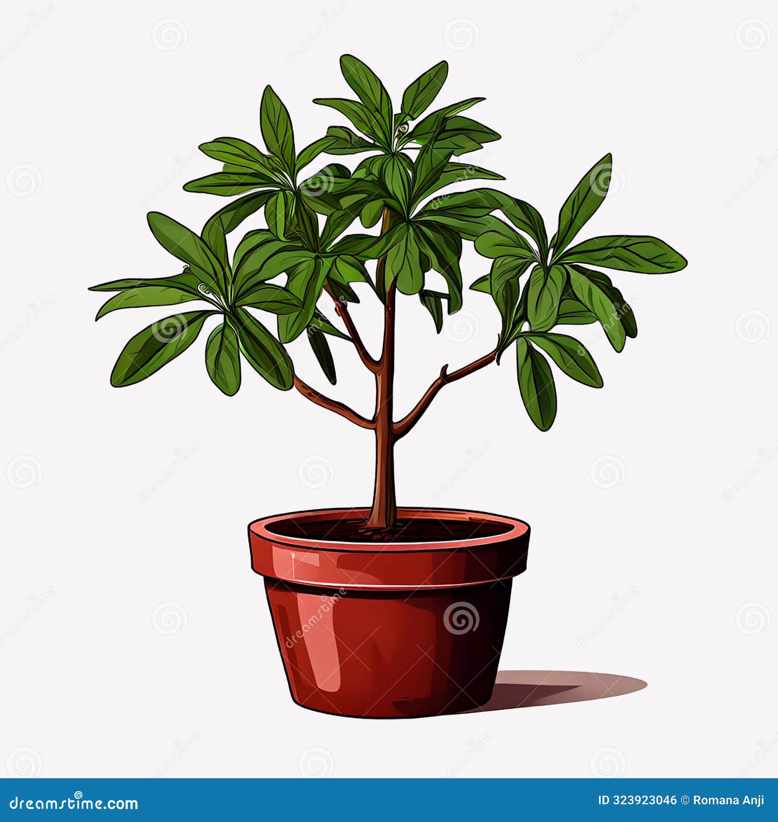 Dizygotheca Plant In Pot Iconic Vector Drawing With Plan Background ...