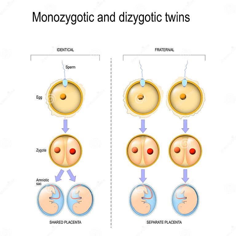 Dizygotic And Monozygotic Twins Stock Vector Illustration Of Fertility Genetic 142852514