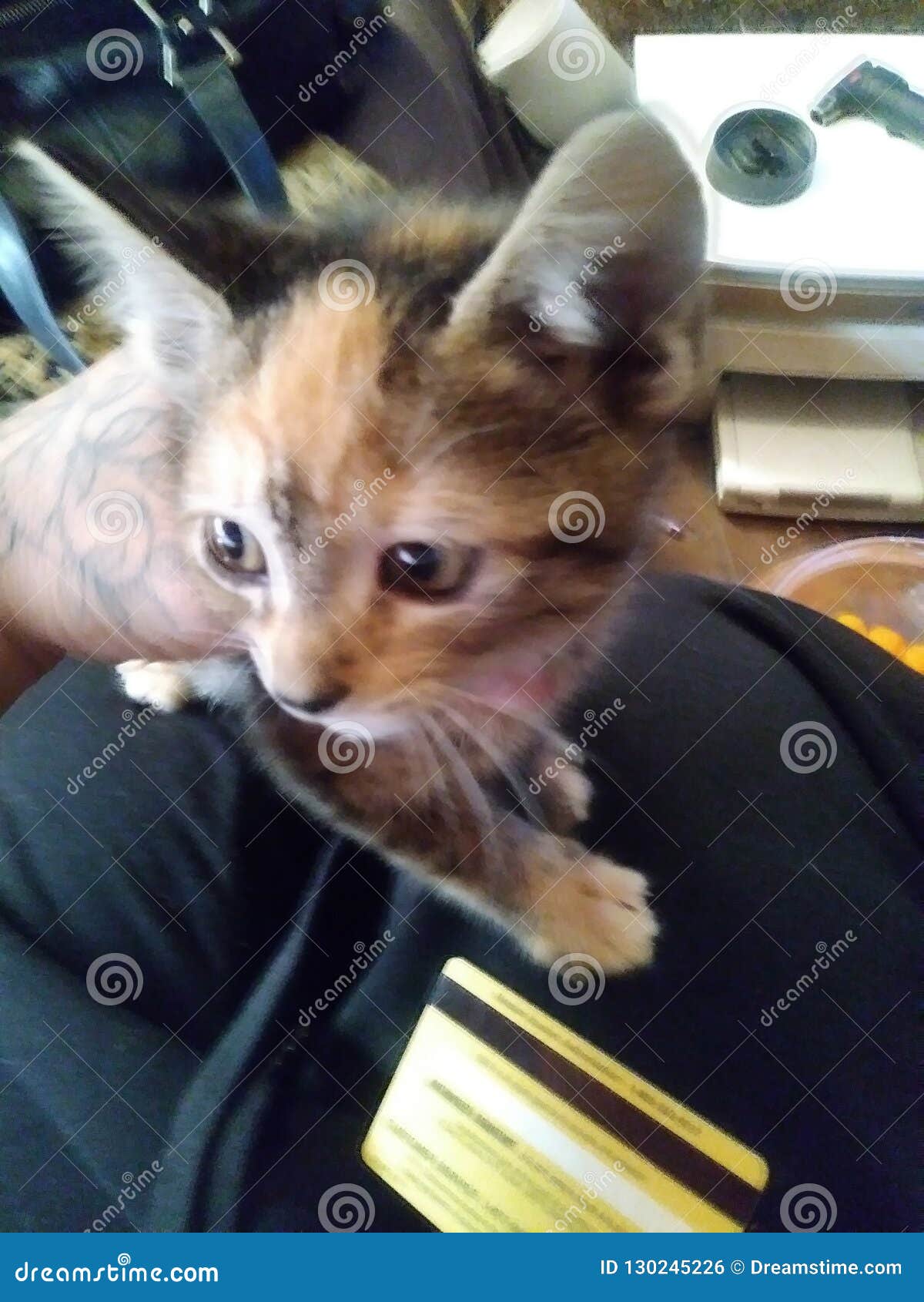 Dizzy Kitty Stock Photos - Free & Royalty-Free Stock Photos from Dreamstime