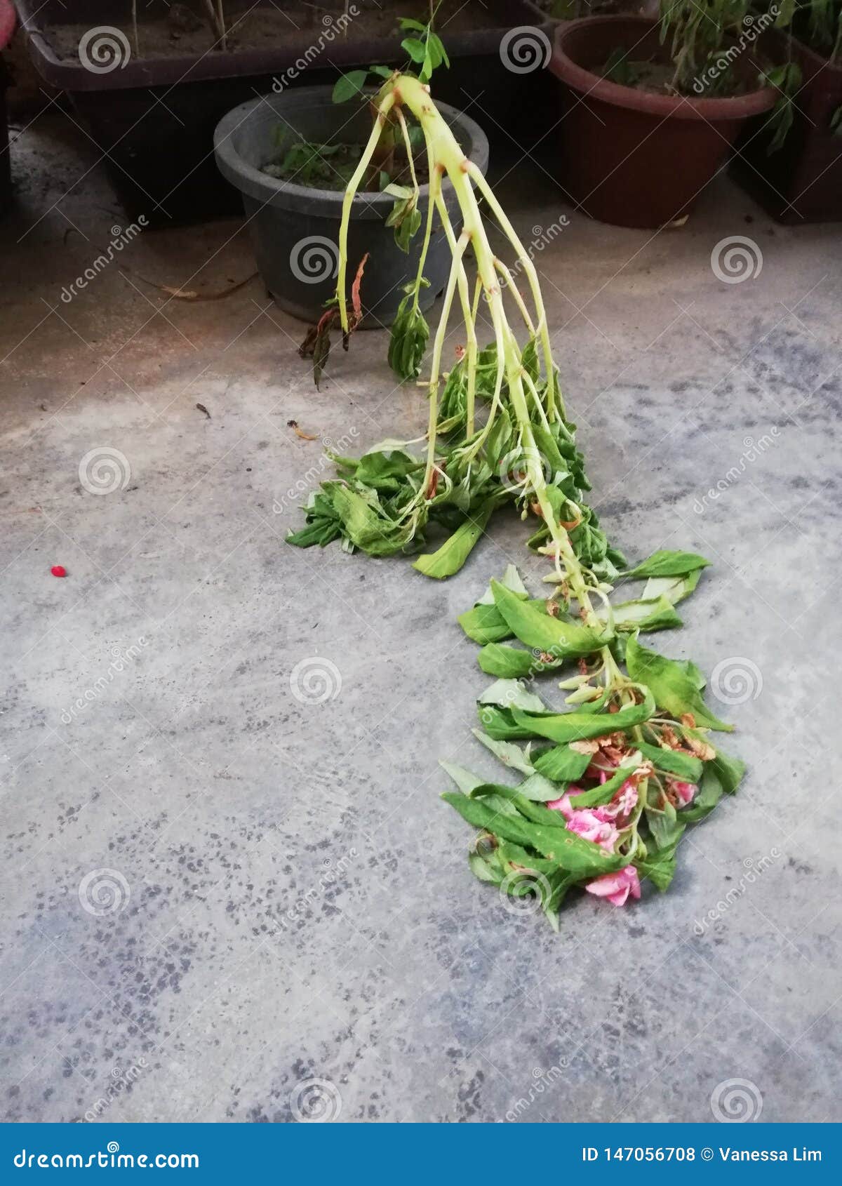 A dizzy plant stock photo. Image of meme, flower, dizzyplant - 147056708