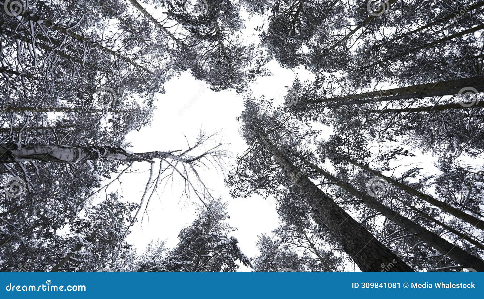 Dizzying View of Winter Trees. Media. Beautiful View from Below of Tree ...
