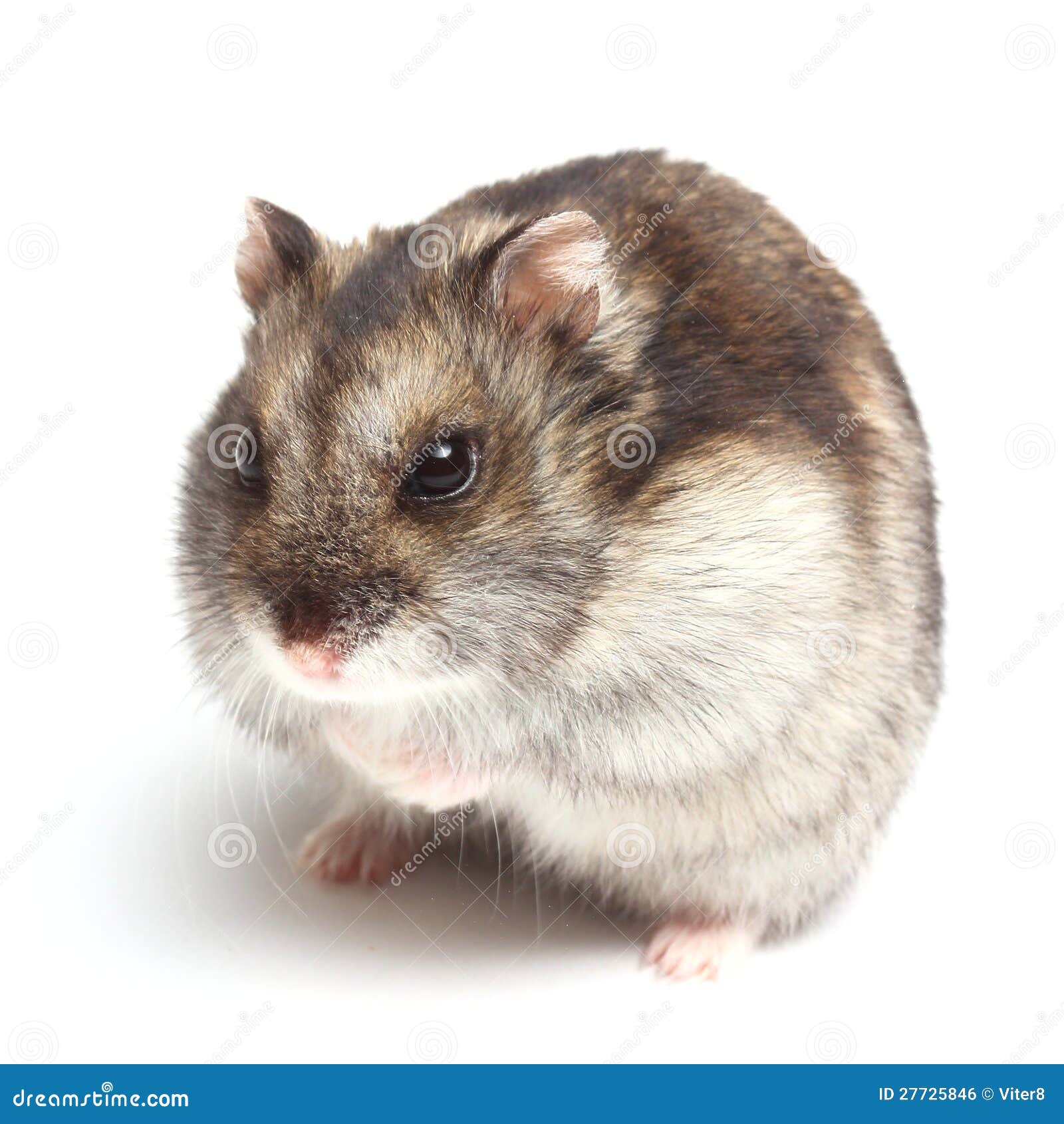 Djungarian Hamster (den Phodopus Sungorusen) Arkivfoto - Bild av ...