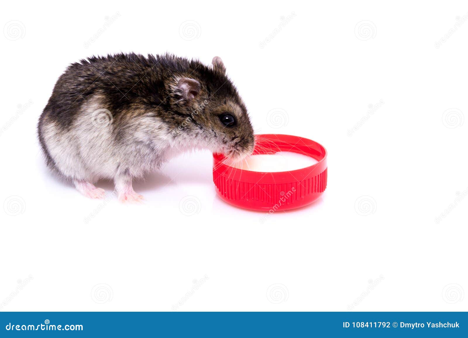 Djungarian Hamster Eating from Red Bowl Isolated on White Background ...