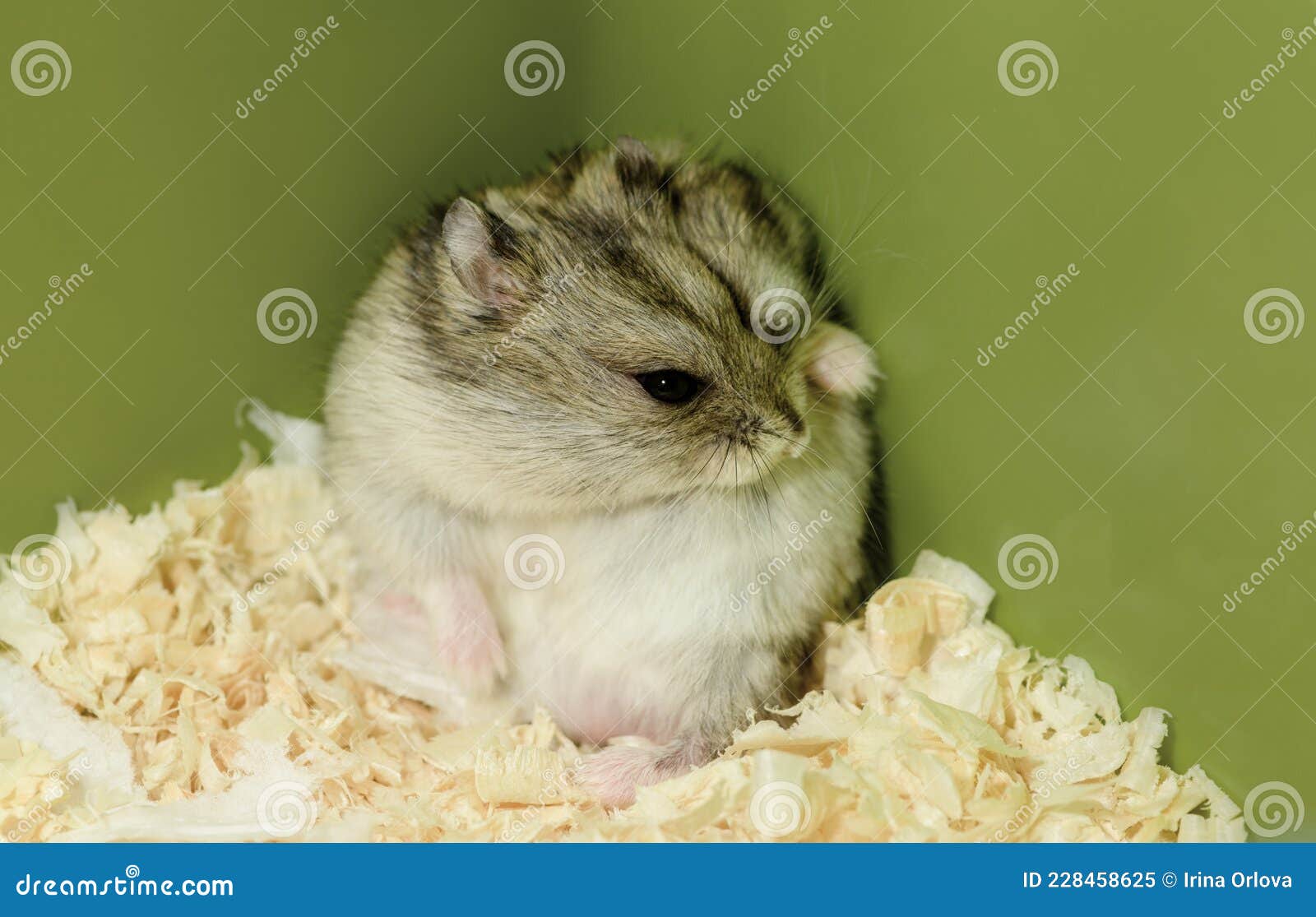 Djungarian Hamster is Washing Self in Cage Corner Stock Image - Image ...
