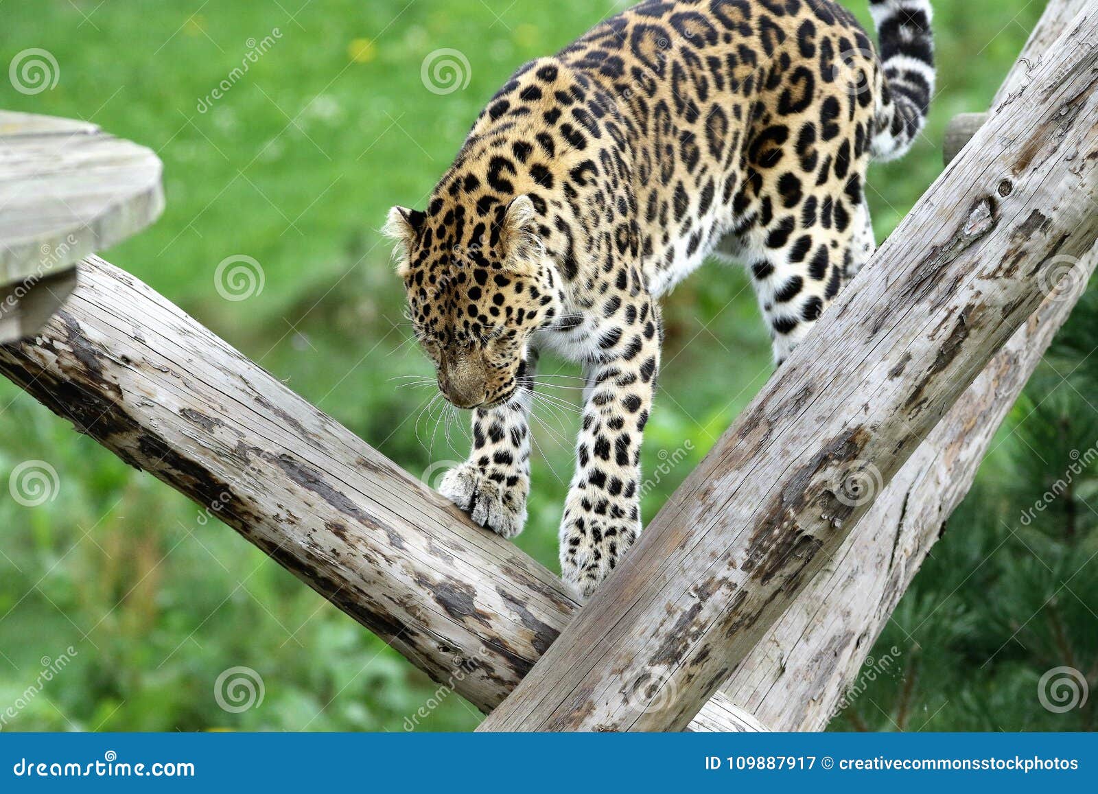 Djur, Fotografi, Stor Bild. Bild: 109887917