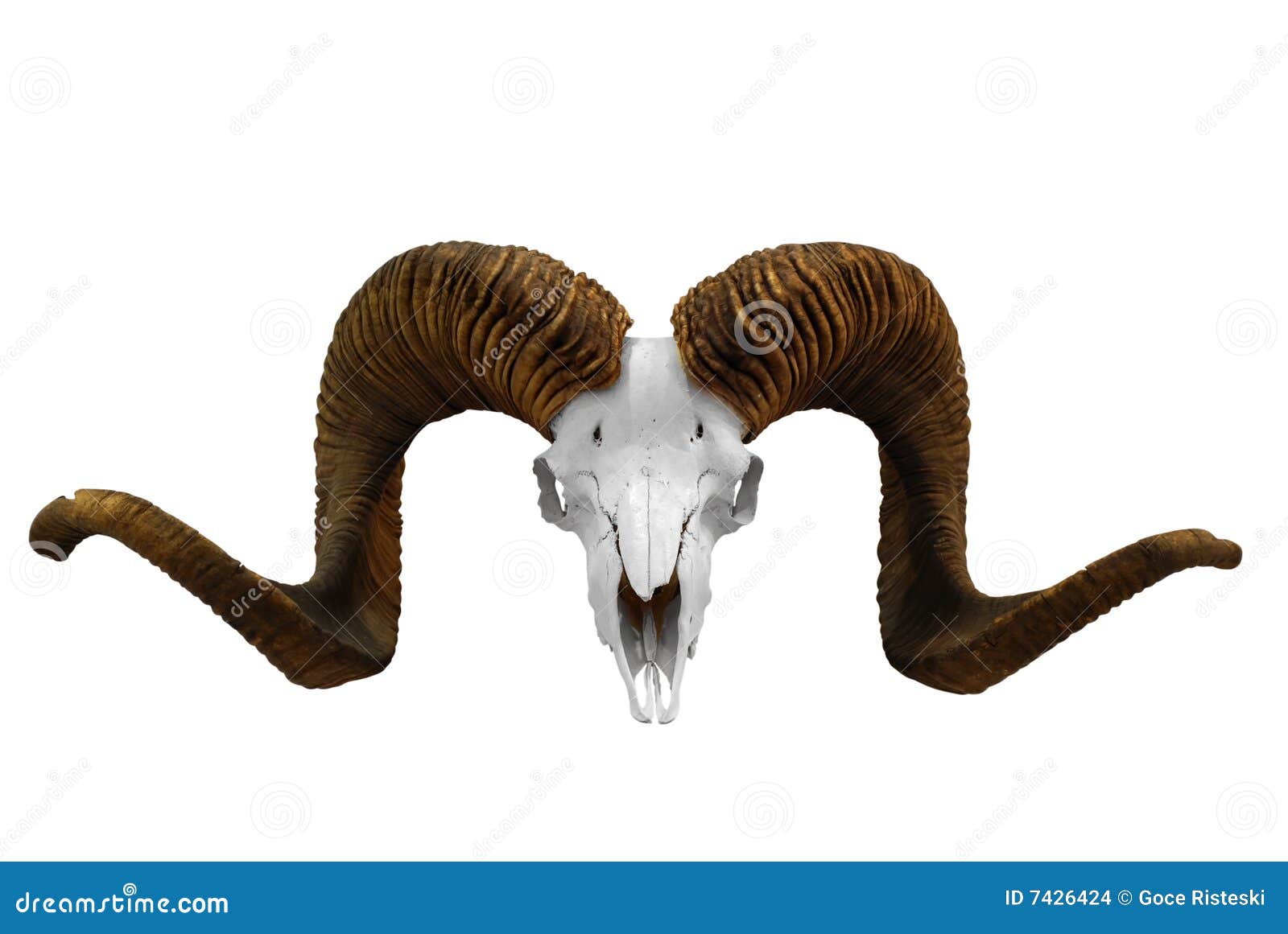 Djur skalle arkivfoto. Bild av bifokal, vild, trofé, horn - 7426424