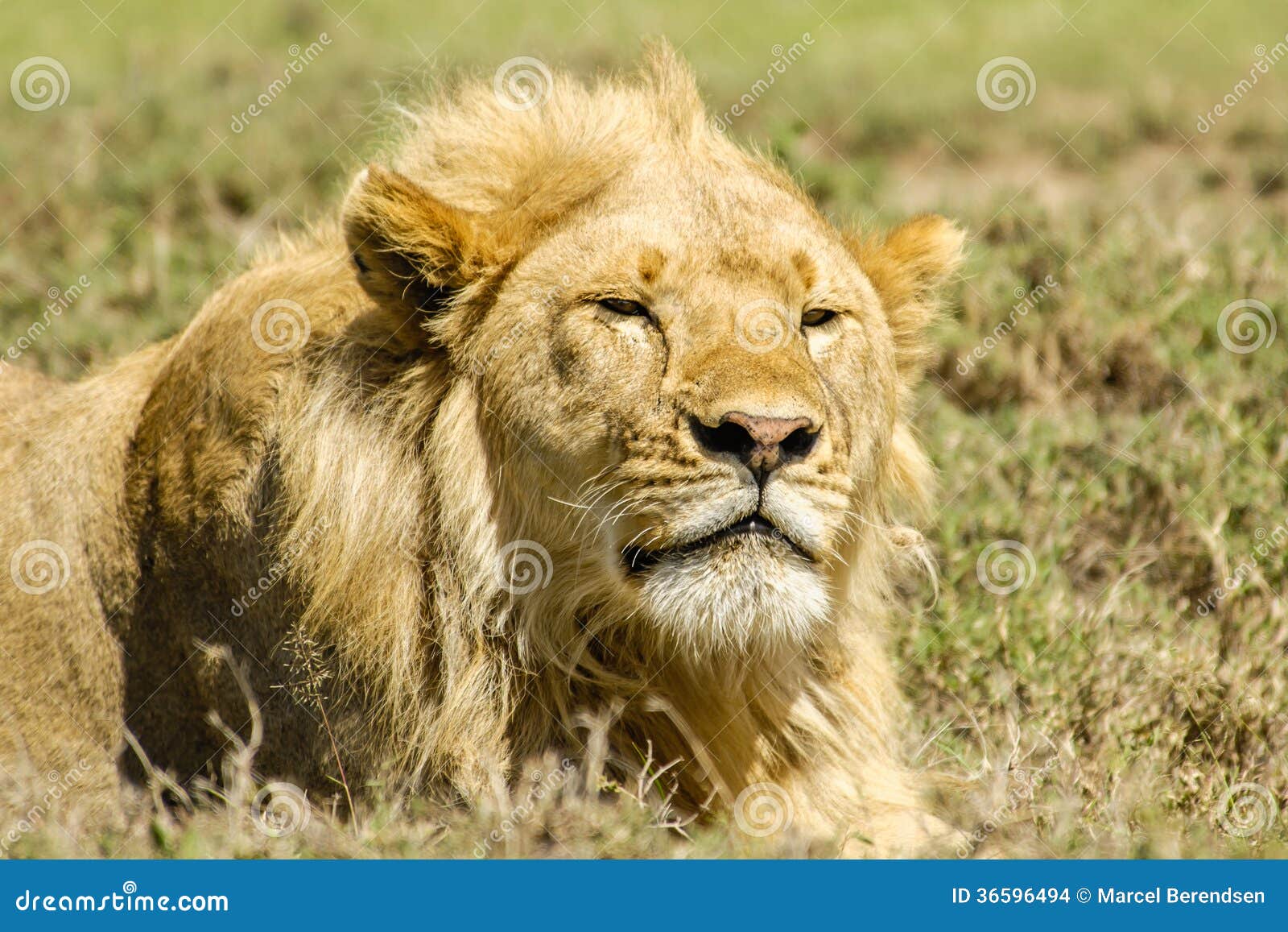 Djurliv - lejon arkivfoto. Bild av resa, lopp, katt, liggande - 36596494