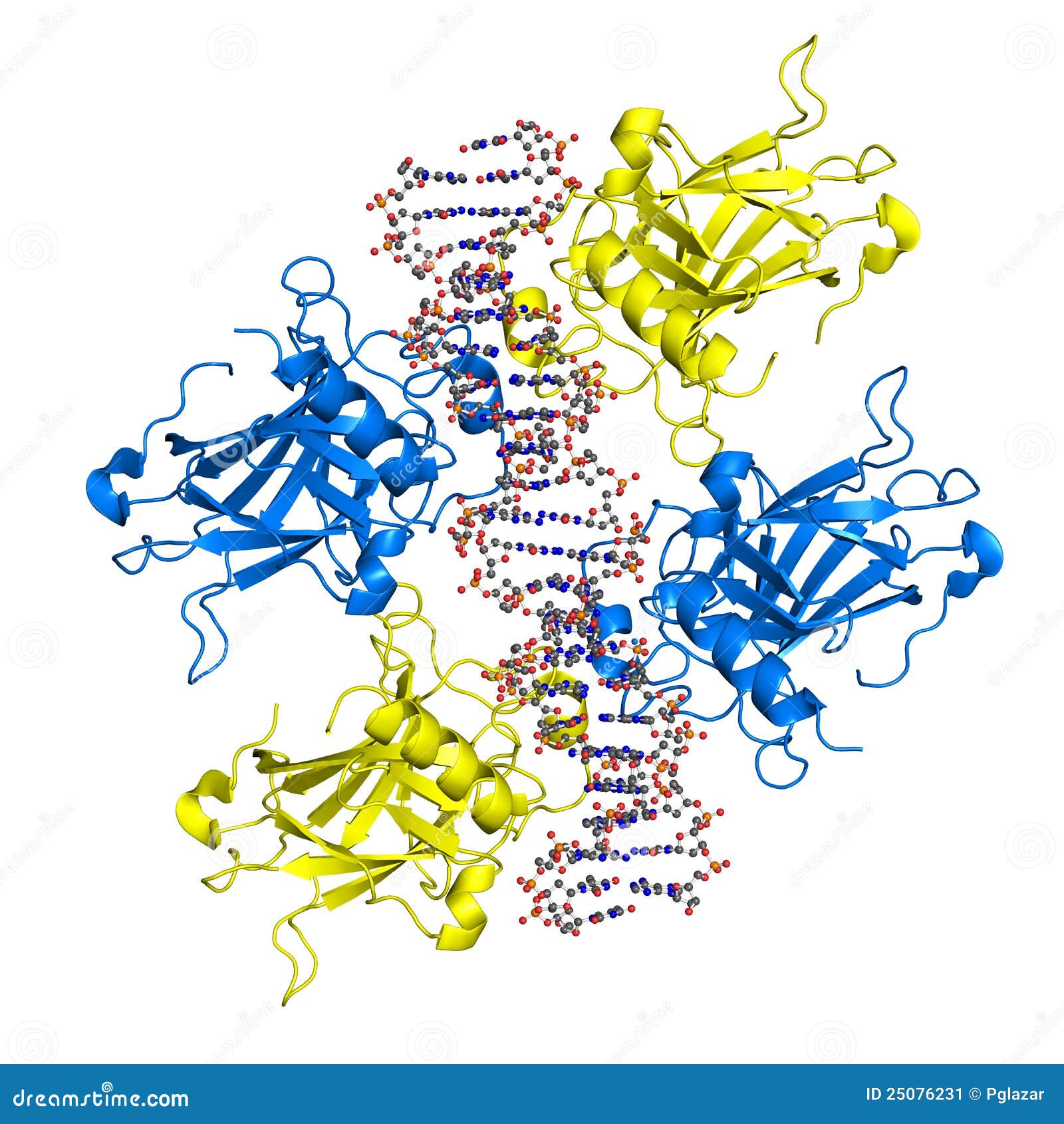 DNA-bound P53 Tumour Supressor Stock Illustration - Illustration of ...
