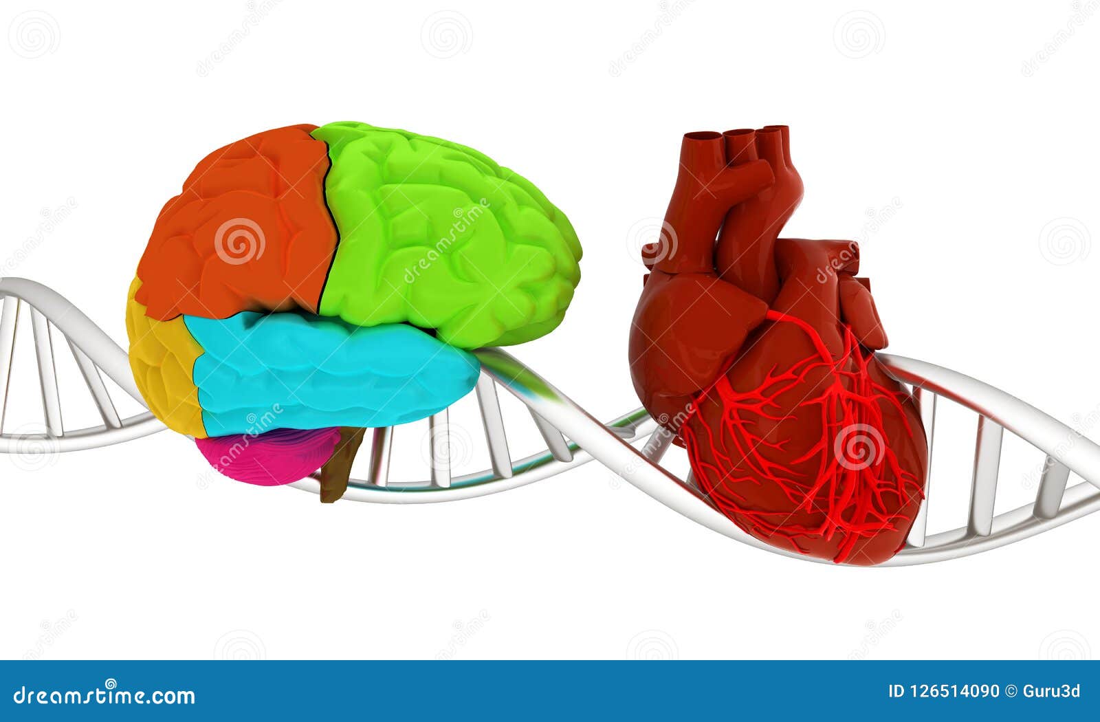 DNA, brain and heart stock illustration. Illustration of body - 126514090