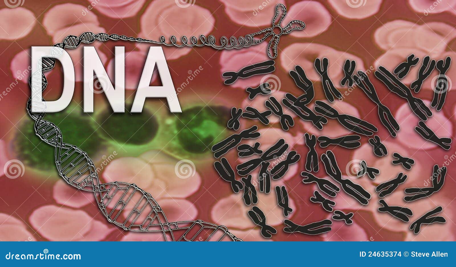 DNA - Chromosomes - Genetic Engineering Stock Photo - Image of ...