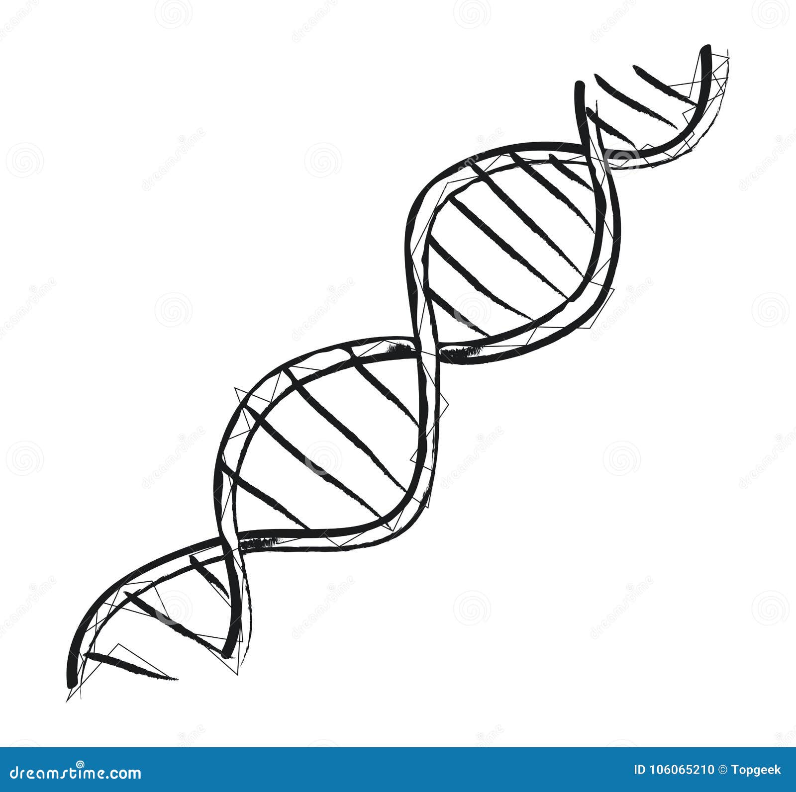 Dna Drawing