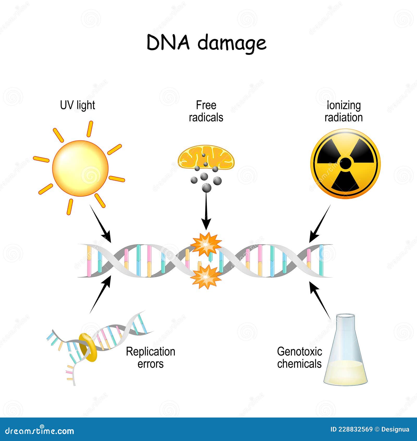 DNA Damage Aging Process, Cell Apoptosis and Cancer Development Stock ... DNA Damage Aging Process, Cell Apoptosis and Cancer Development Stock ...