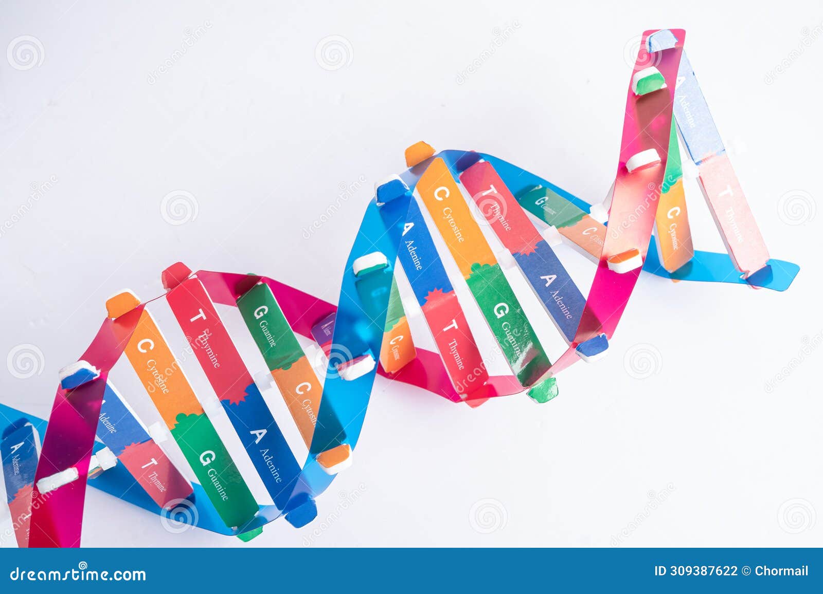 DNA or Deoxyribonucleic Acid is a Double Helix Chains Structure Formed ...