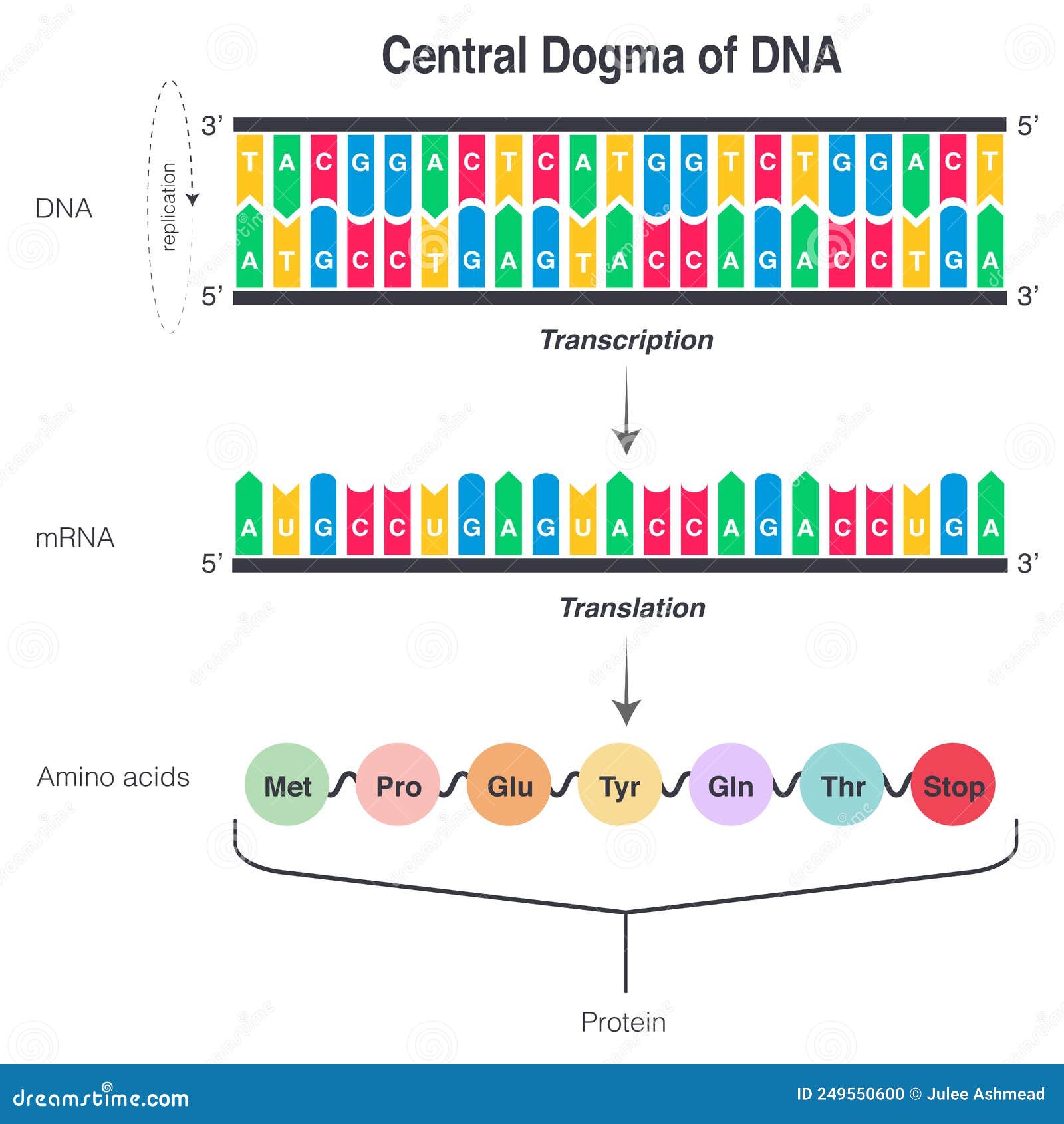 The Central Dogma of DNA stock vector. Illustration of polypeptide ...